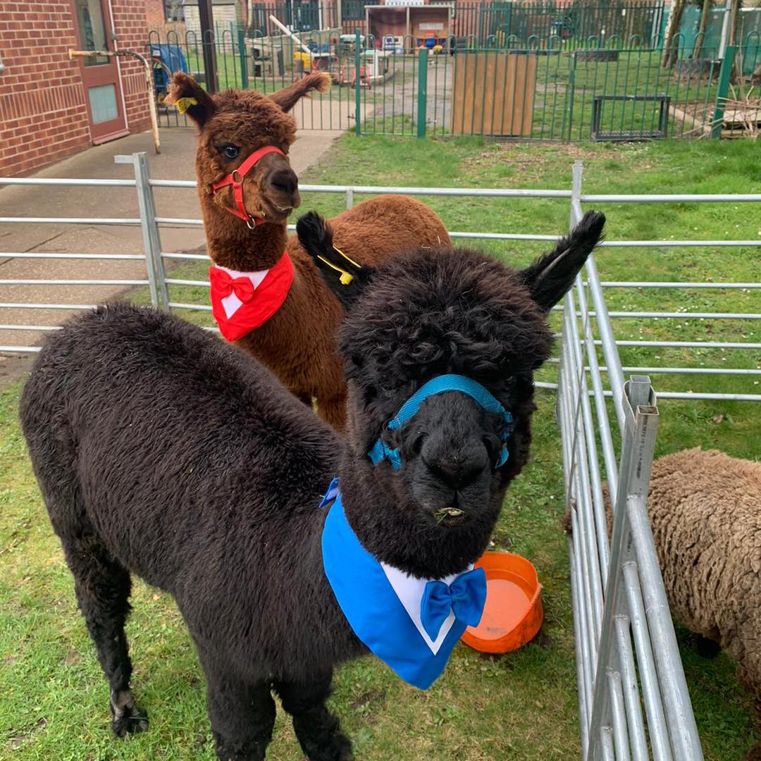 How Are You Lincolnshire | Alpacas and Friends